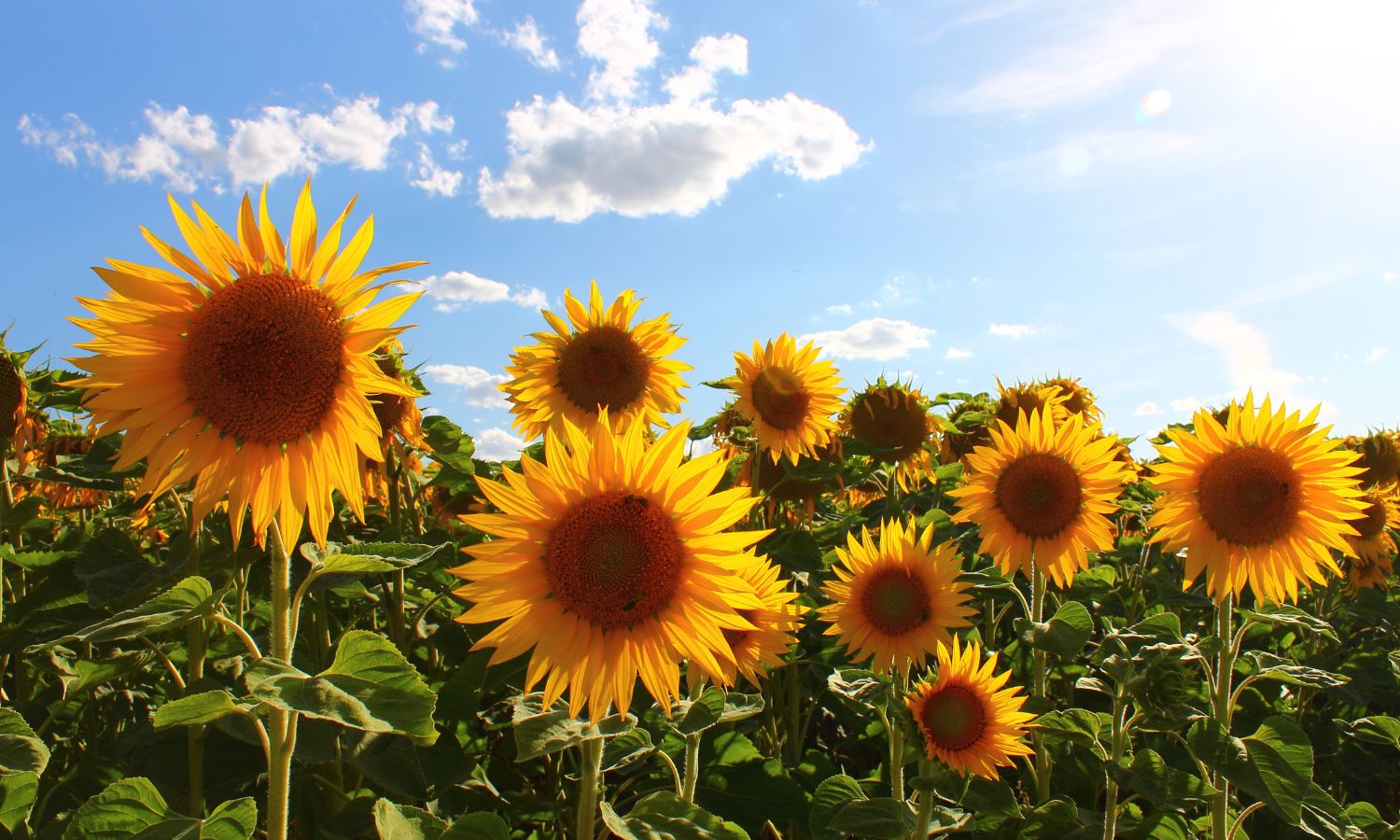 Contact Conscious Heart Psychology | Fitzroy North, Victoria